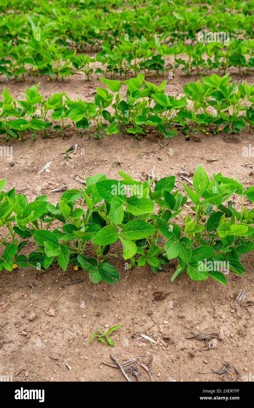 Wisconsin soybean field in early summer, vertical Stock Photo - Alamy