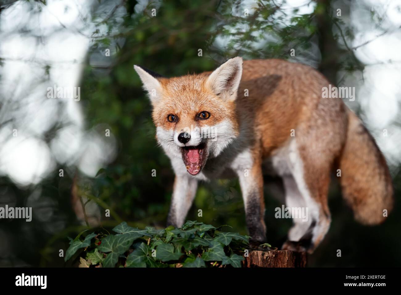 Red fox close up with mouth open hi-res stock photography and images - Alamy