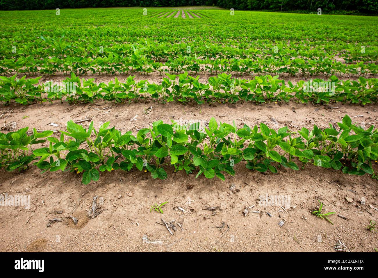 Wisconsin soybean field in early summer, horizontal Stock Photo - Alamy