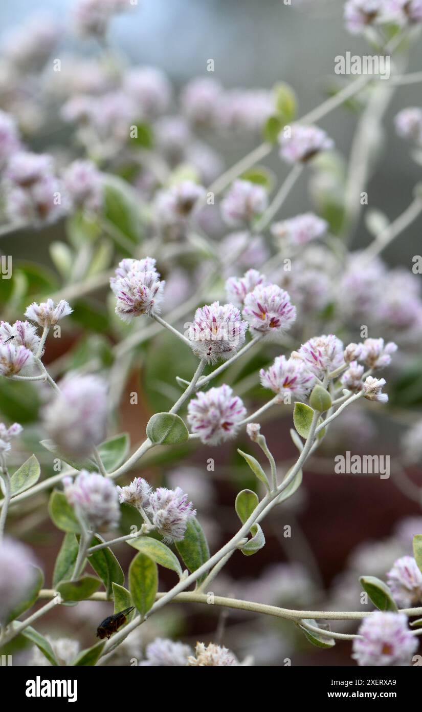 Purple flowers and hairy grey foliage of the Australian native shrub ...