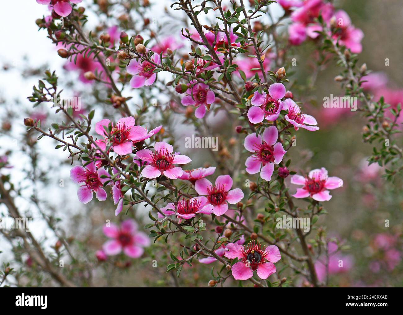 Australian native pink Manuka tea tree flowers of Leptospermum ...