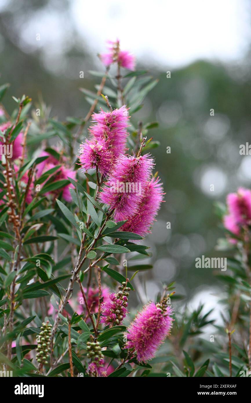 Colorful Australian garden background. Closeup of vibrant pink native ...