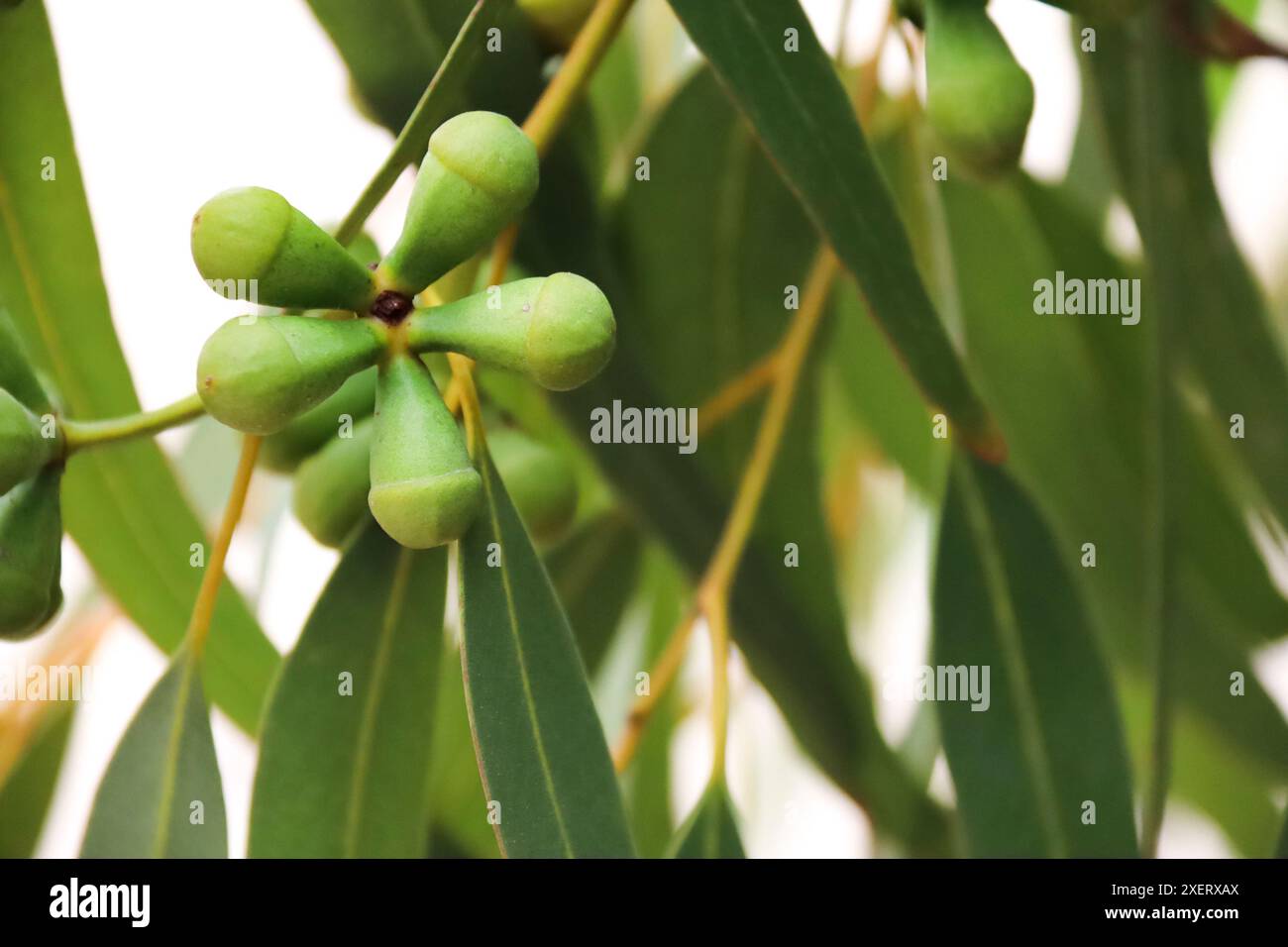 Eucalyptus fruit growing on the branch of the eucalyptus tree in Spain ...