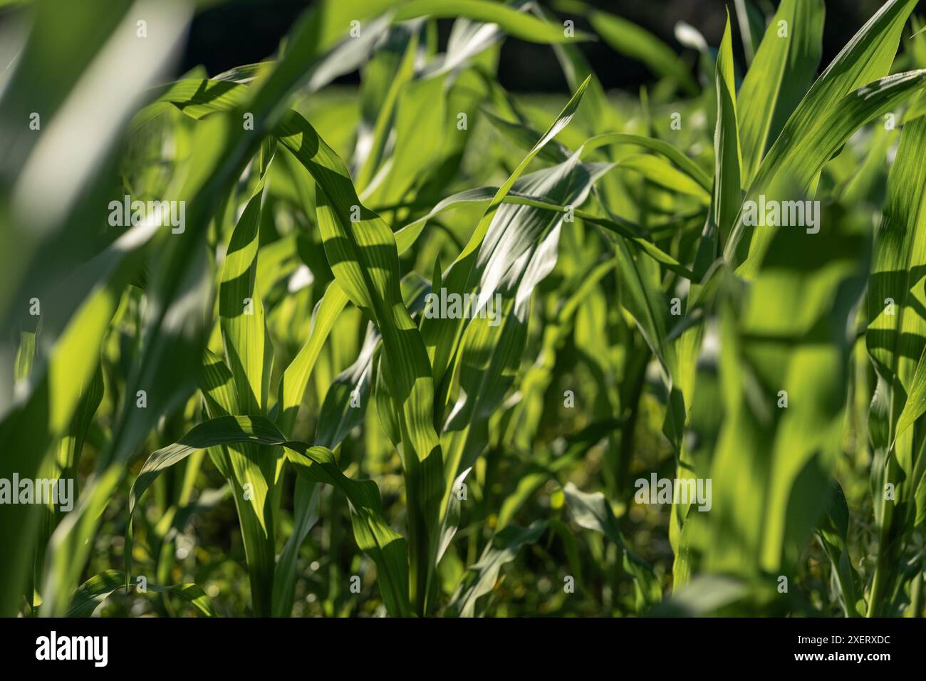 Corn cultivation hi-res stock photography and images - Alamy