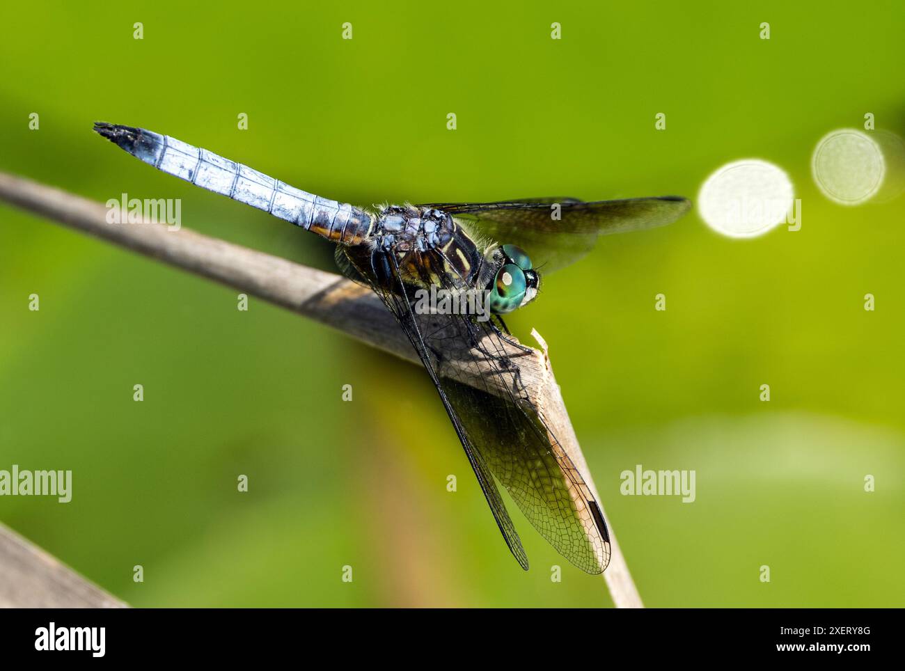 Metalic green eyes hi-res stock photography and images - Alamy