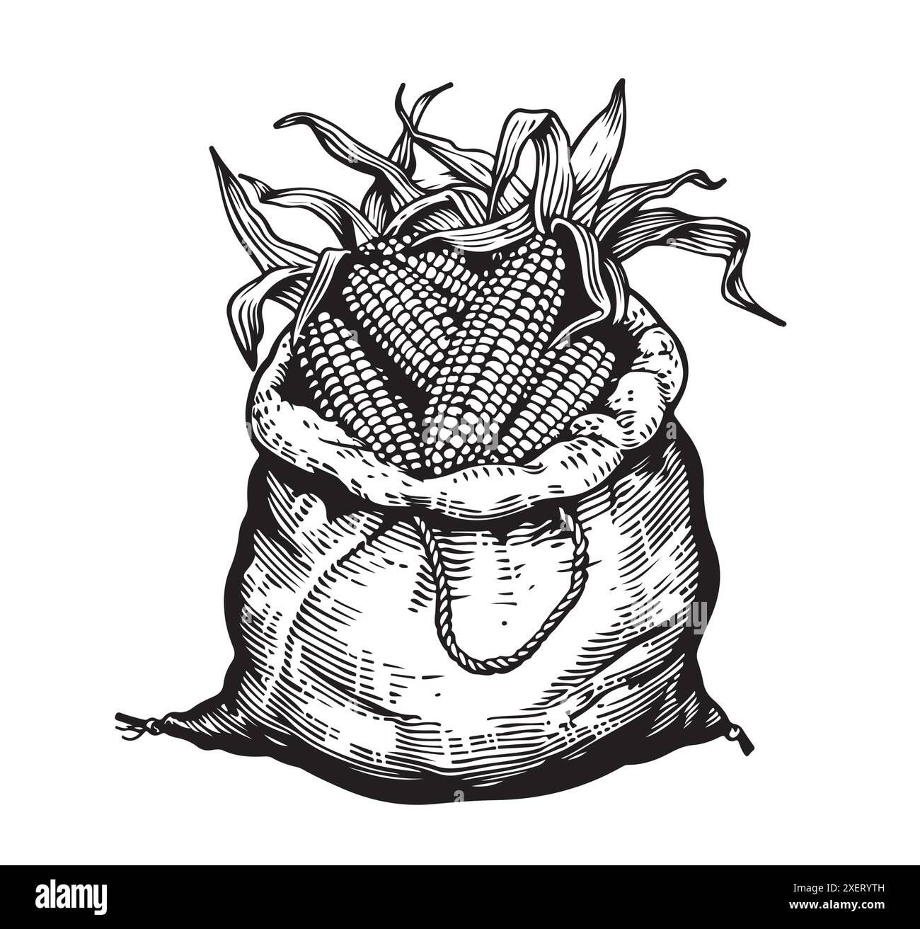 Cobs of corn in bag, grains and cornets. Ink sketch of maize isolated ...