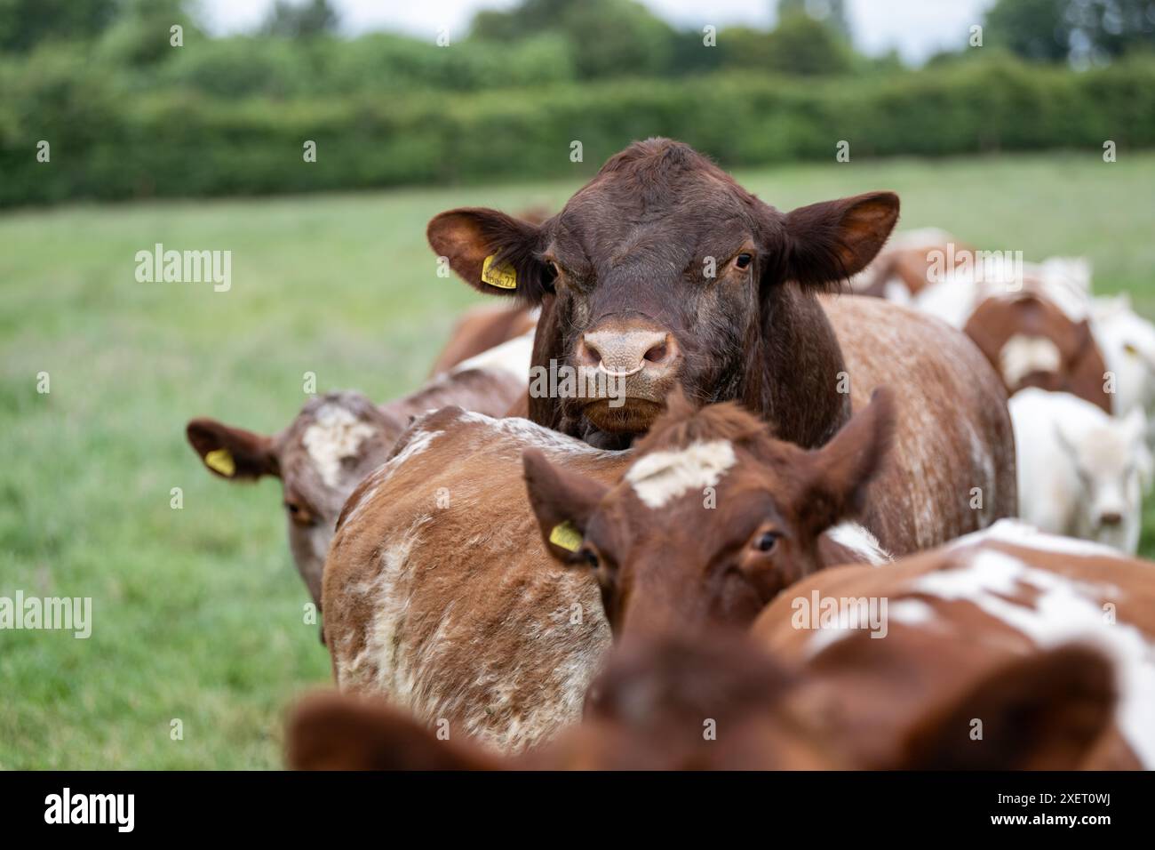 Pedigree Beef Shorthorn bull with herd of cattle out on lowland pasture ...