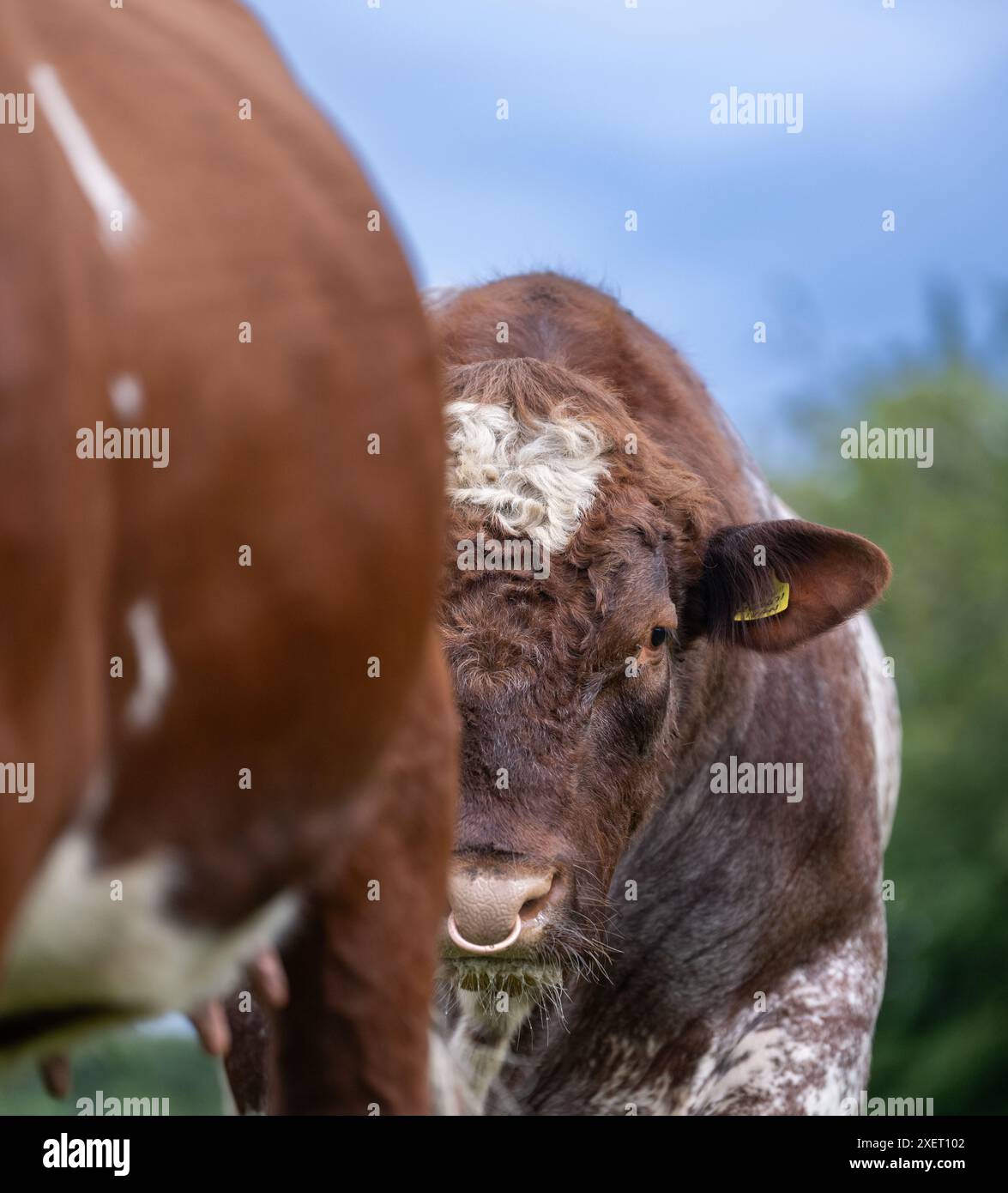 Pedigree Beef Shorthorn bull with herd of cattle out on lowland pasture ...