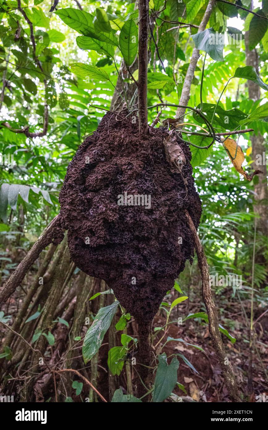 Termite mound, Arenal Volcano National Park, Costa Rica, Central ...