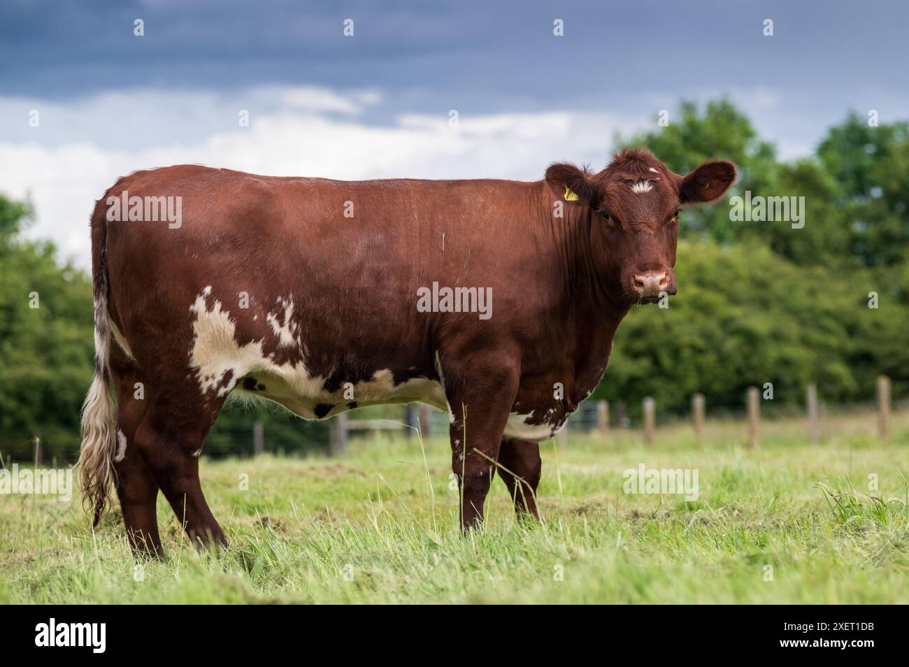 Herd of pedigree Beef Shorthorn heifers in a lowland pasture in early ...