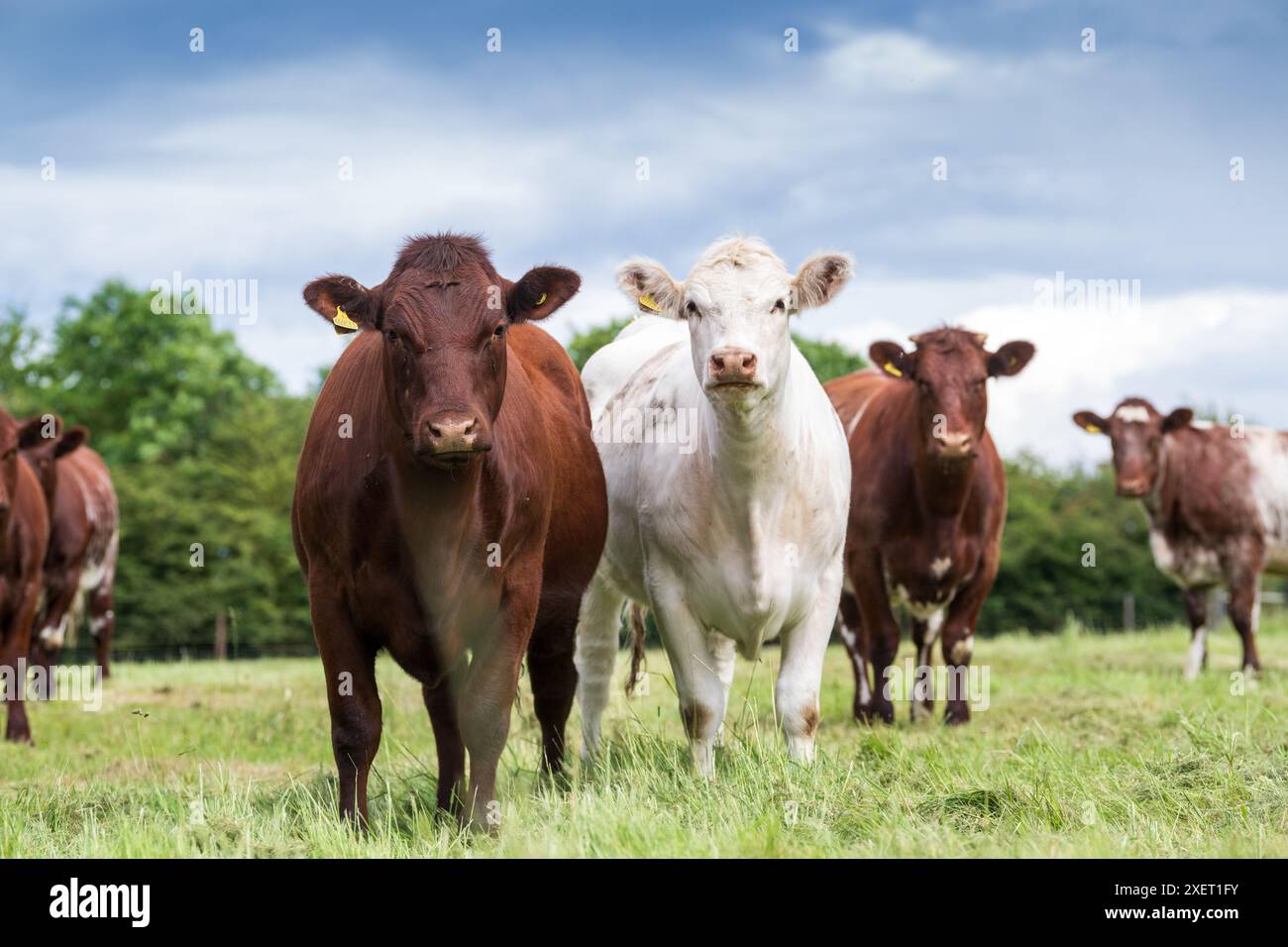 Herd of pedigree Beef Shorthorn heifers in a lowland pasture in early ...