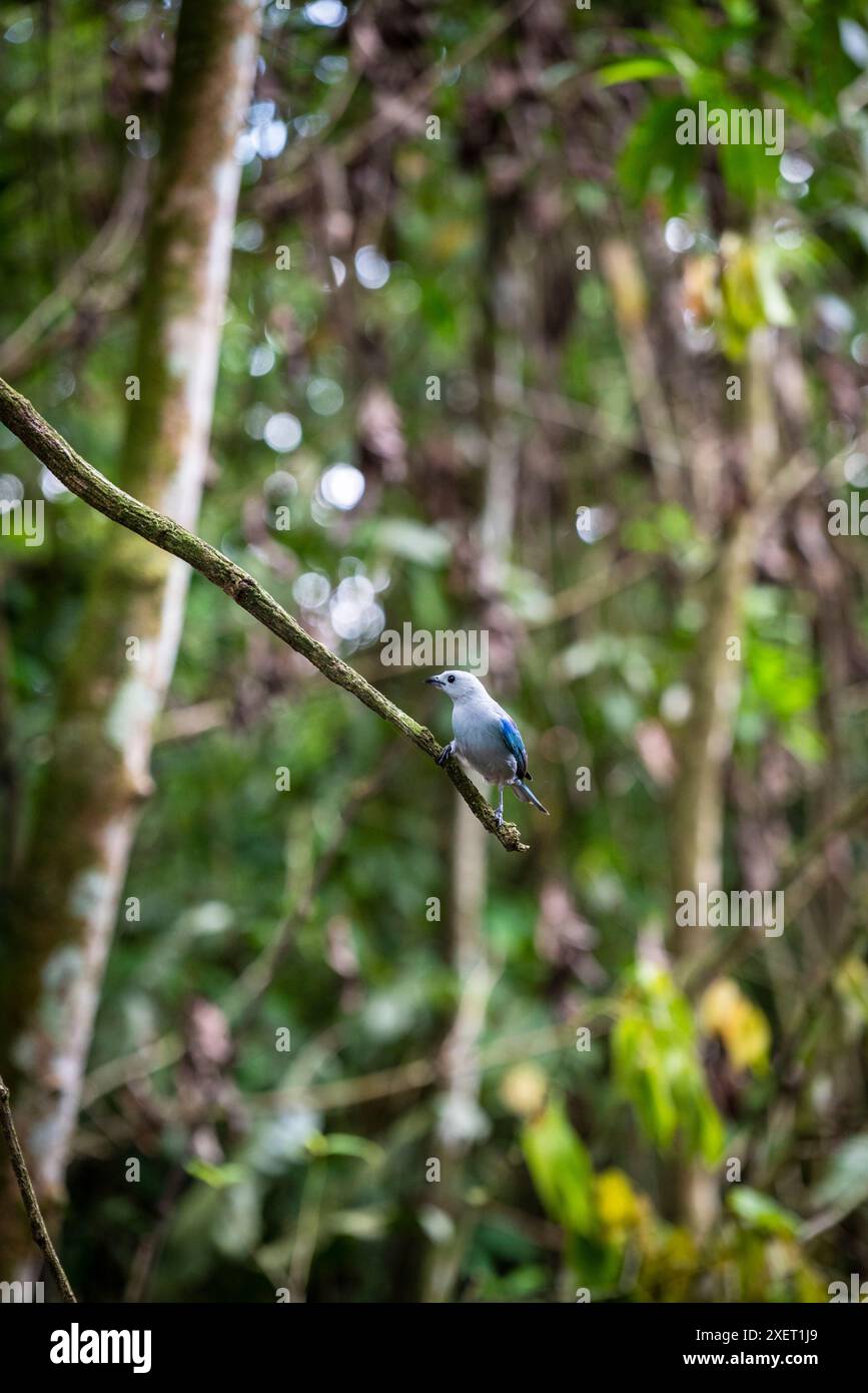 Blue-grey tanager, Bogarin Trail, a nature trail in the town of La ...