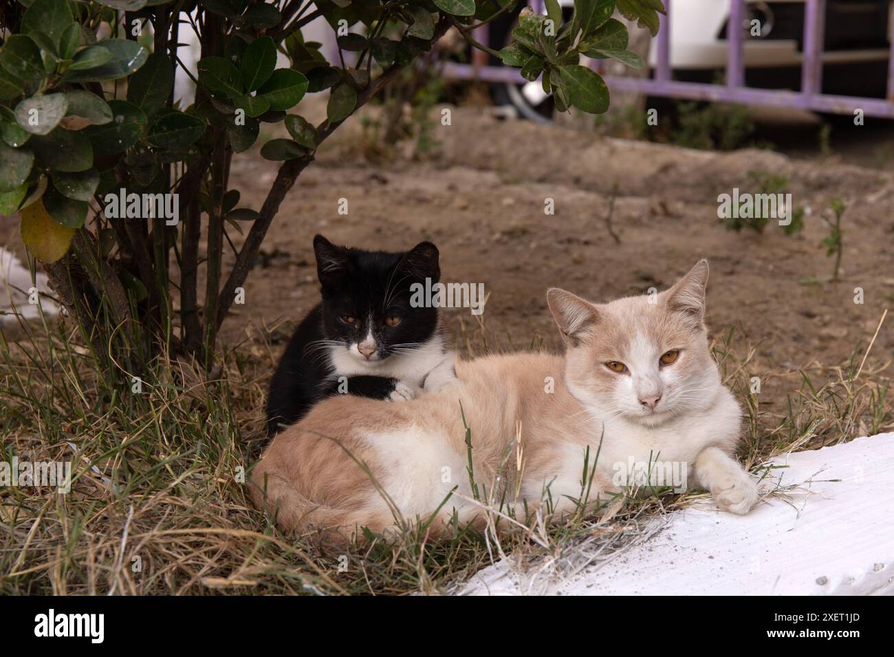 Homeless red cats on street hi-res stock photography and images - Alamy