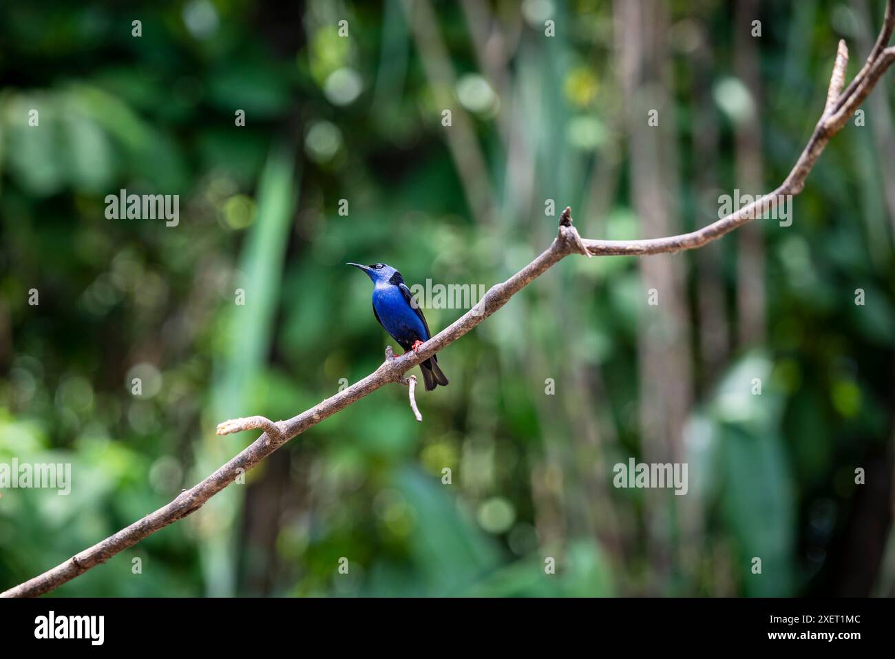 Red-legged honeycreeper, Bogarin Trail, La Fortuna, Costa Rica, Central ...