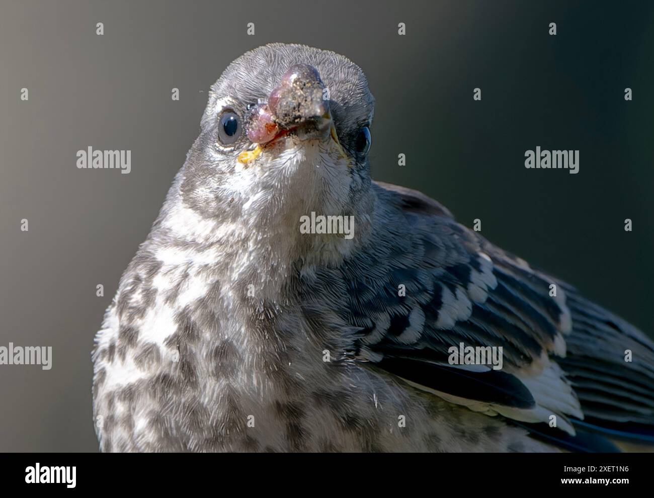 A Northern Mockingbird with a growth on its beak Stock Photo - Alamy