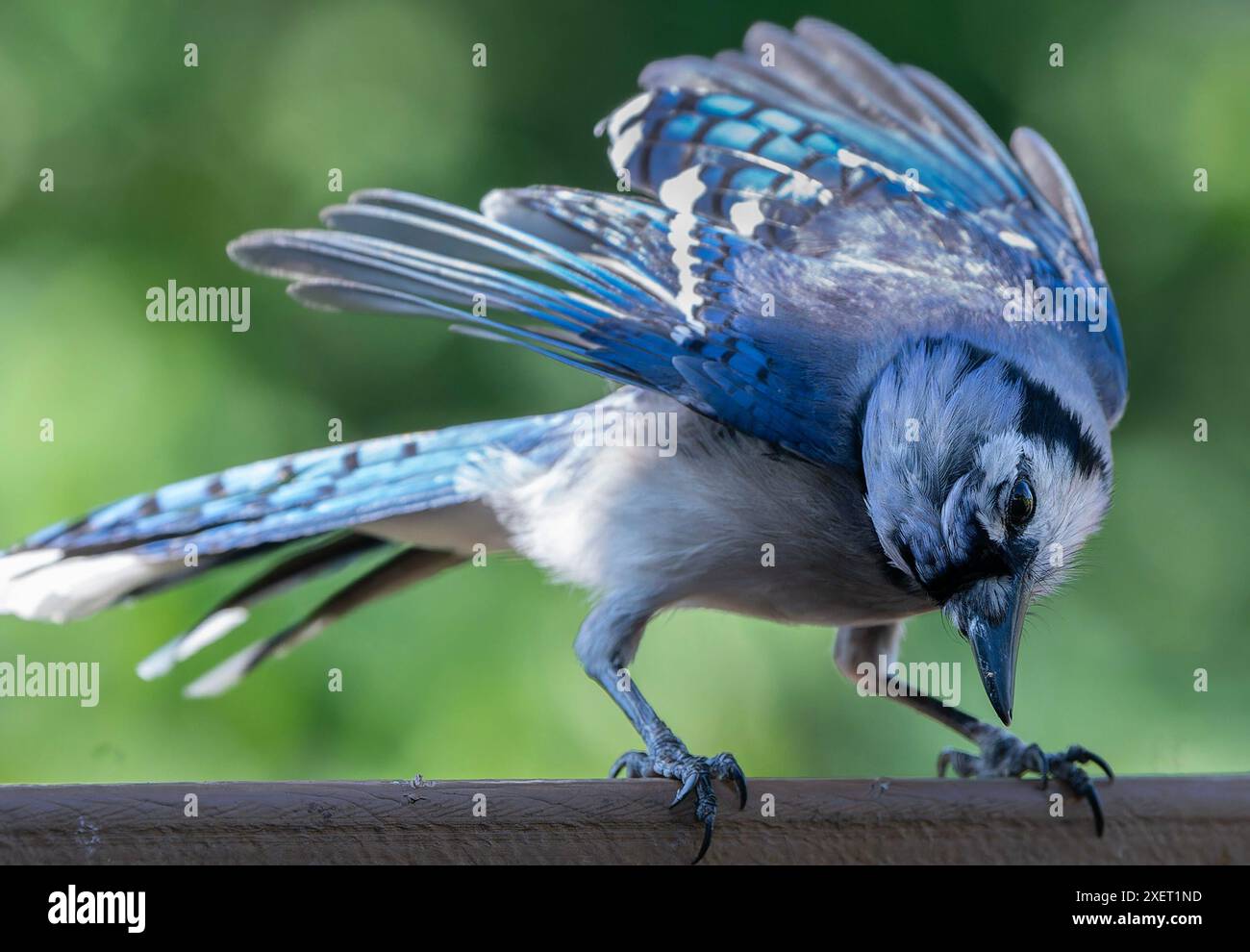 Blue jay with wings spread hi-res stock photography and images - Alamy