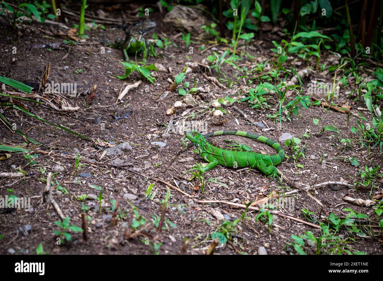 Green lizard, Bogarin Trail, a nature trail in the town of La Fortuna ...
