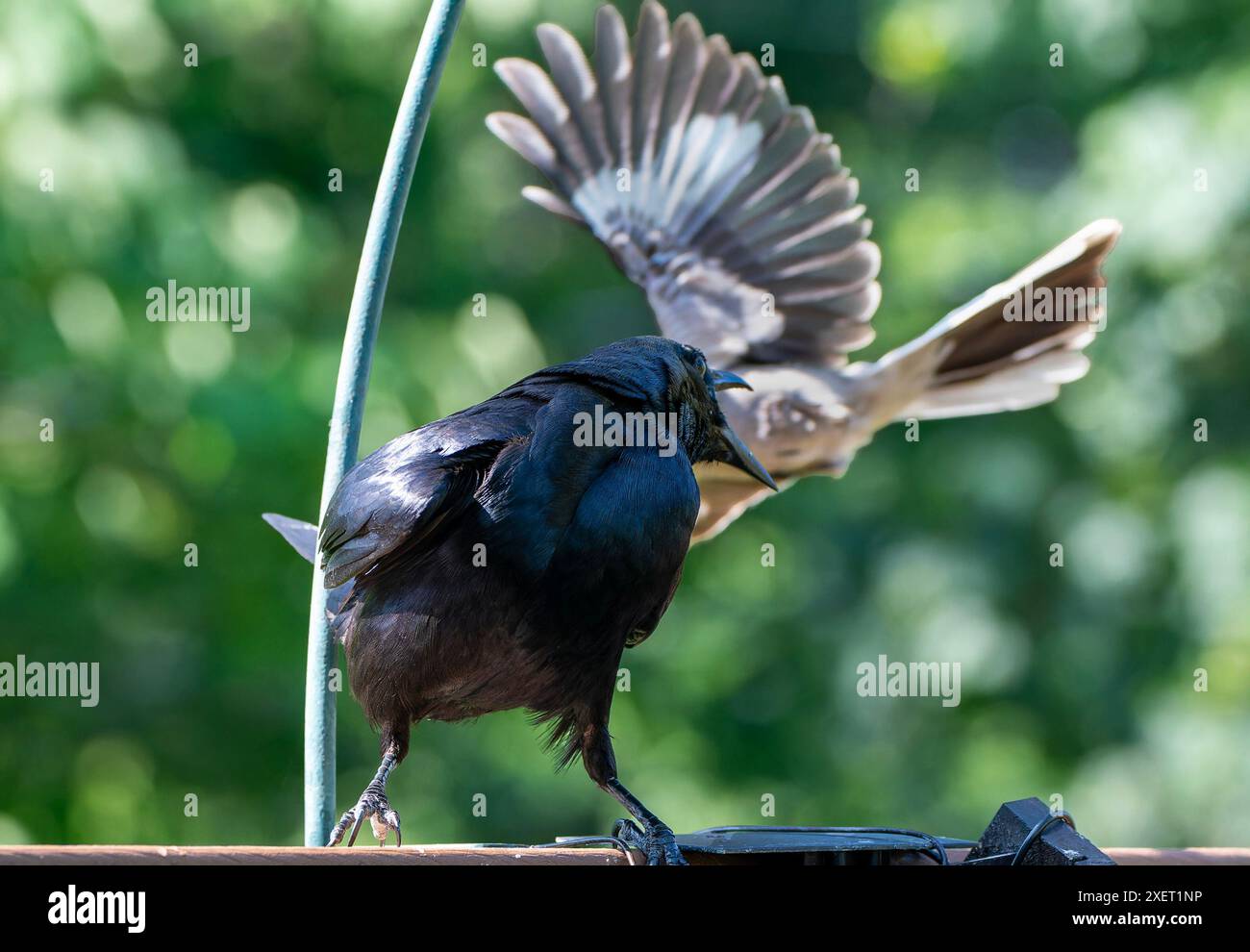 Attack, Mockingbird twelve oclock high Stock Photo - Alamy