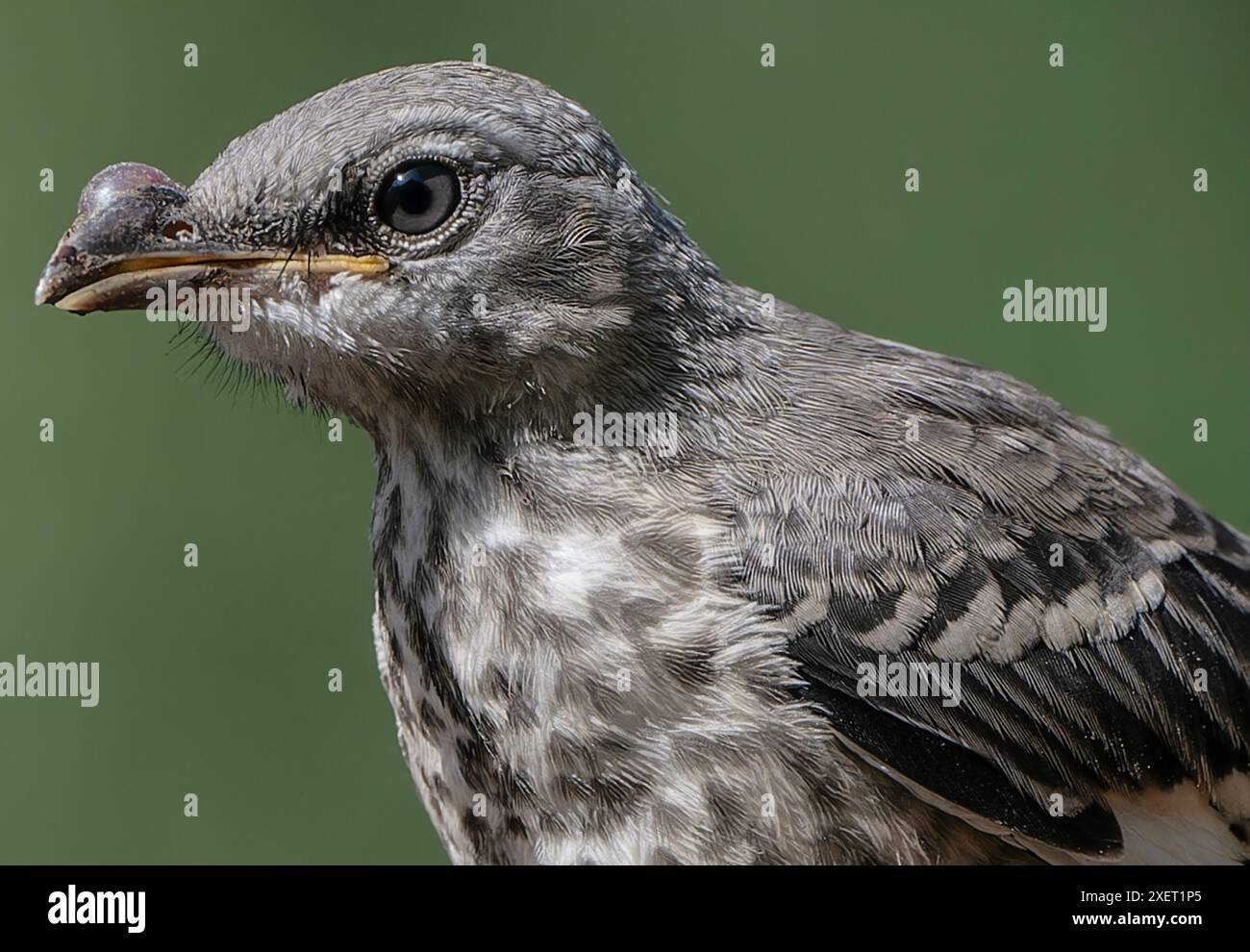 Disead bird hi-res stock photography and images - Alamy