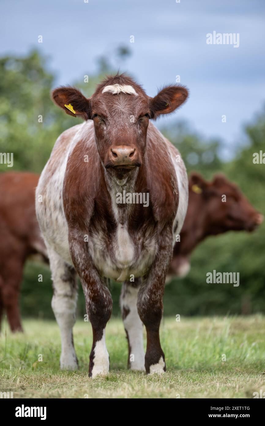 Herd of pedigree Beef Shorthorn heifers in a lowland pasture in early ...