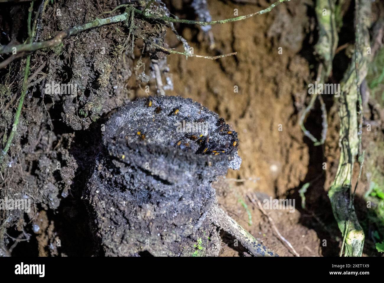 Melipona bees, genus of stingless bees, Monteverde Cloud Forest ...