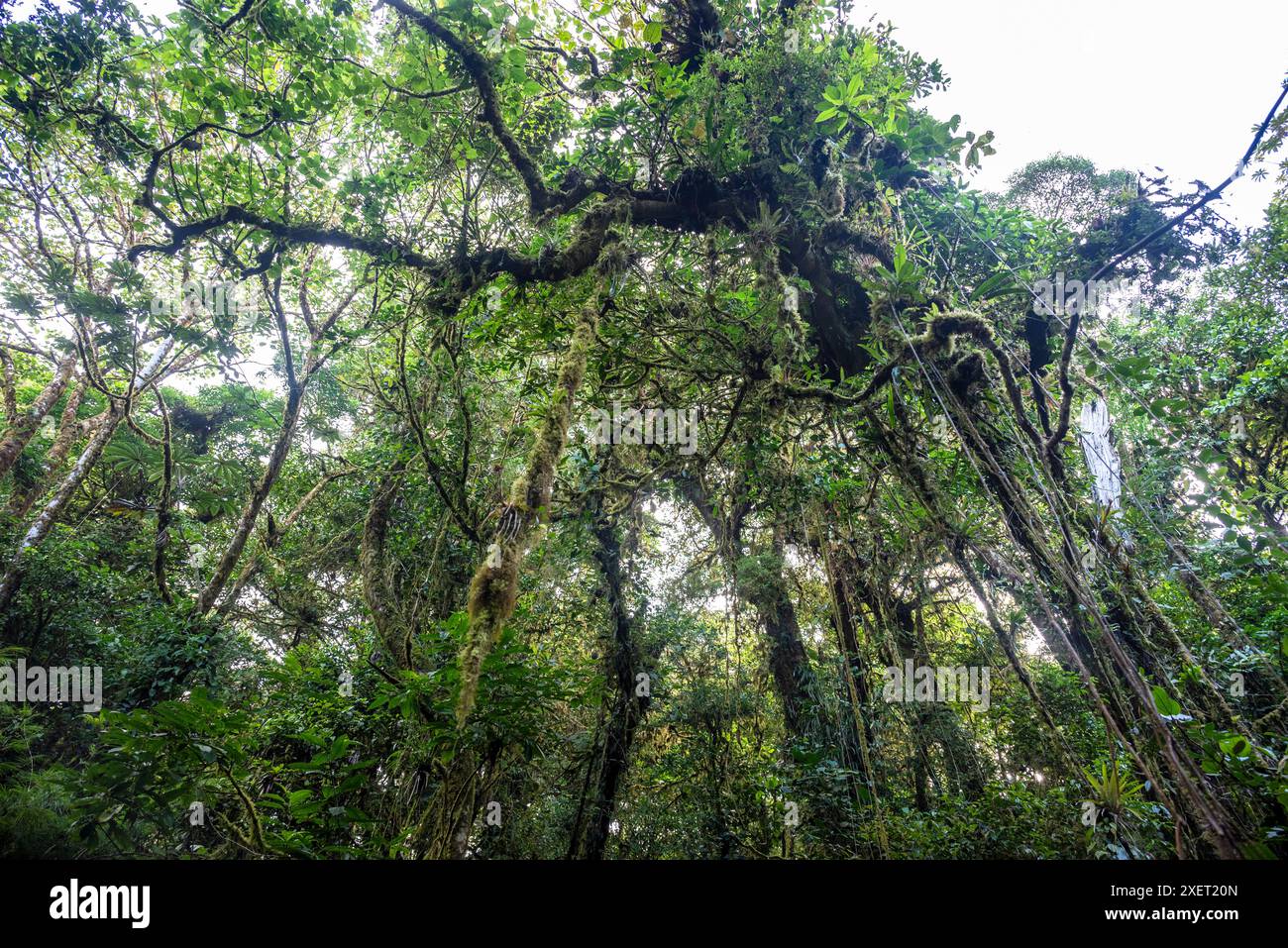 Rainforest, Monteverde Cloud Forest Biological Reserve, Monteverde ...