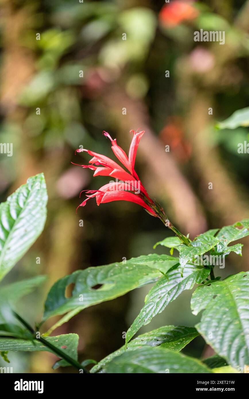 Firebush Or Hummingbird Bush (Hamelia Patens) Flower , Monteverde Cloud ...