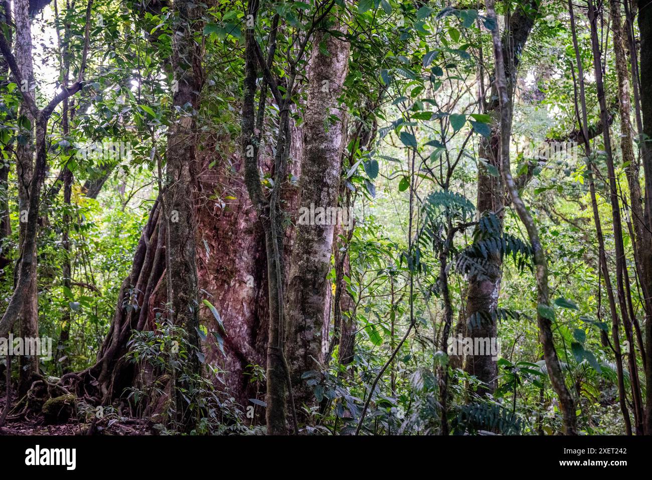 Rainforest, Monteverde Cloud Forest Biological Reserve, Monteverde ...