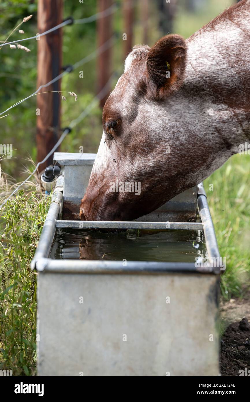 Beef Shorthorn cow drinking water from a water trough along a field ...