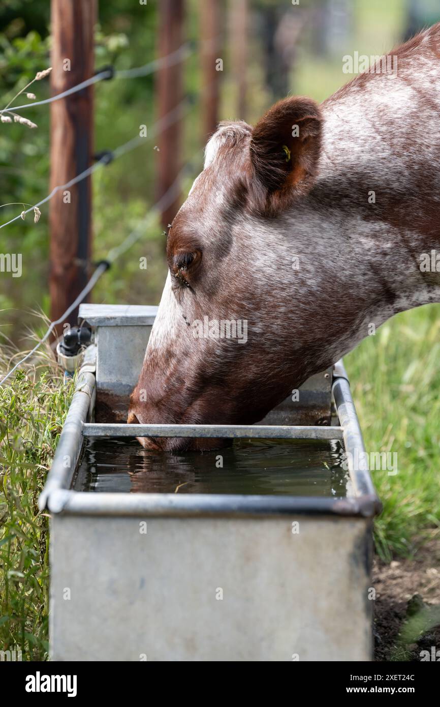 Beef Shorthorn cow drinking water from a water trough along a field ...