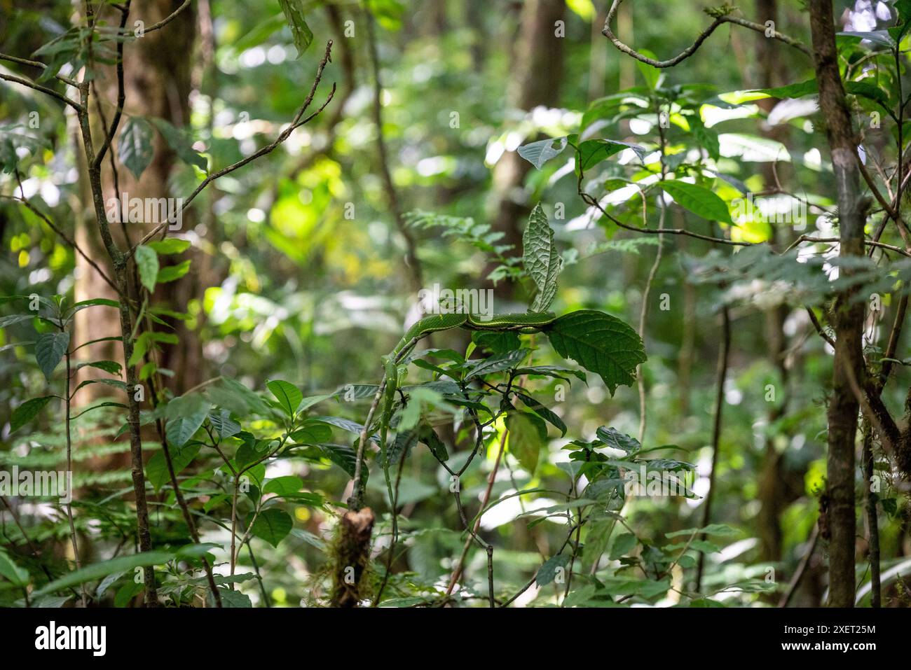 Side stripe pit viper hi-res stock photography and images - Alamy
