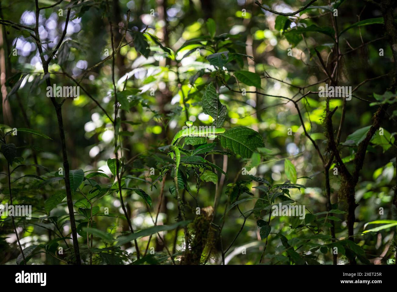 Side-striped Pit Viper or Lora venenosa, a master of camouflage with a ...