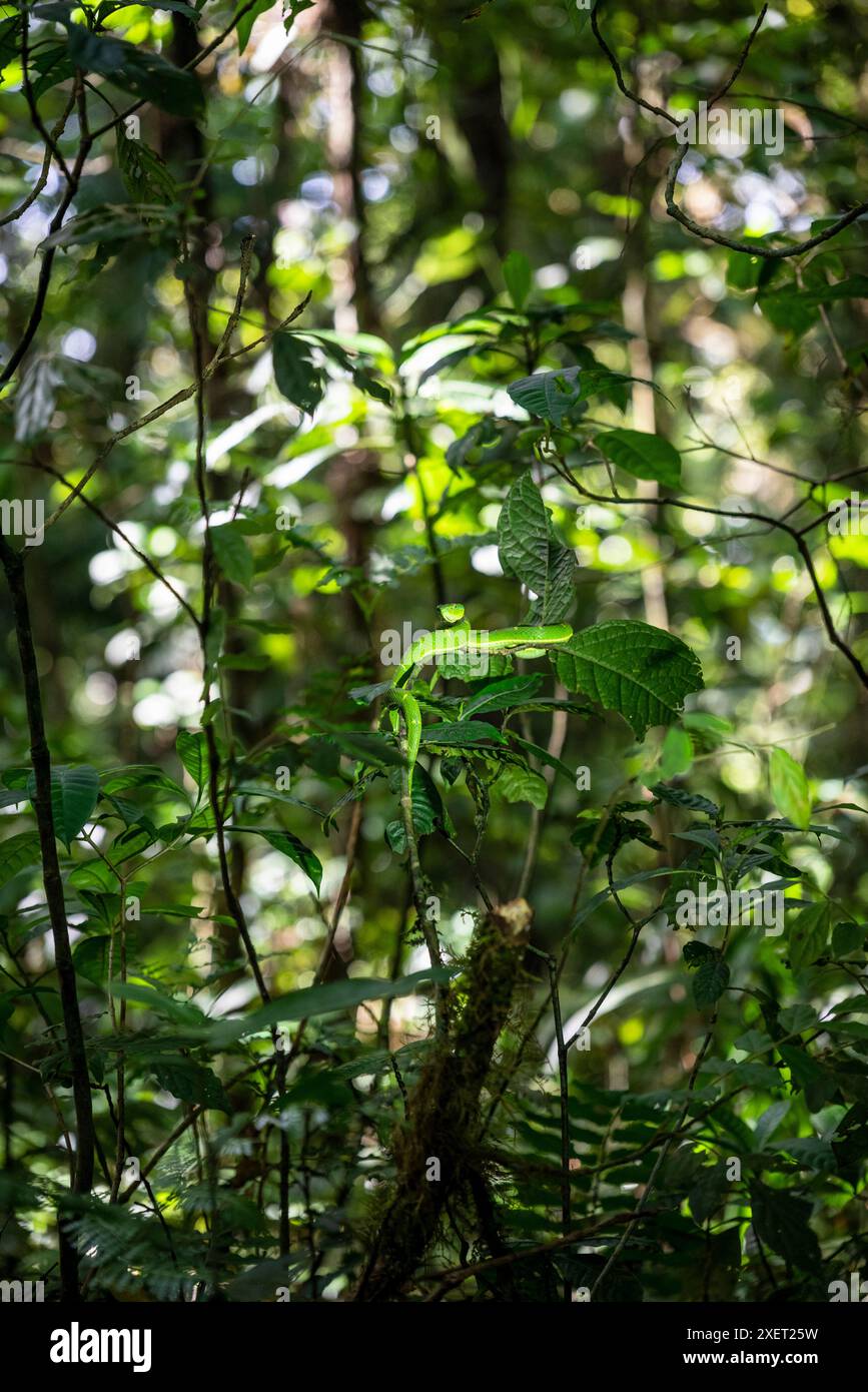 Side-striped Pit Viper or Lora venenosa, a master of camouflage with a ...