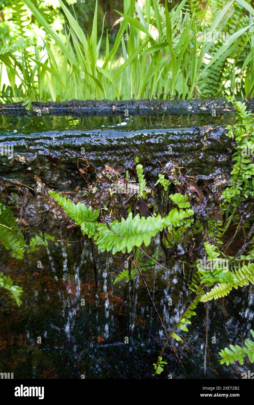 Log planter hi-res stock photography and images - Alamy