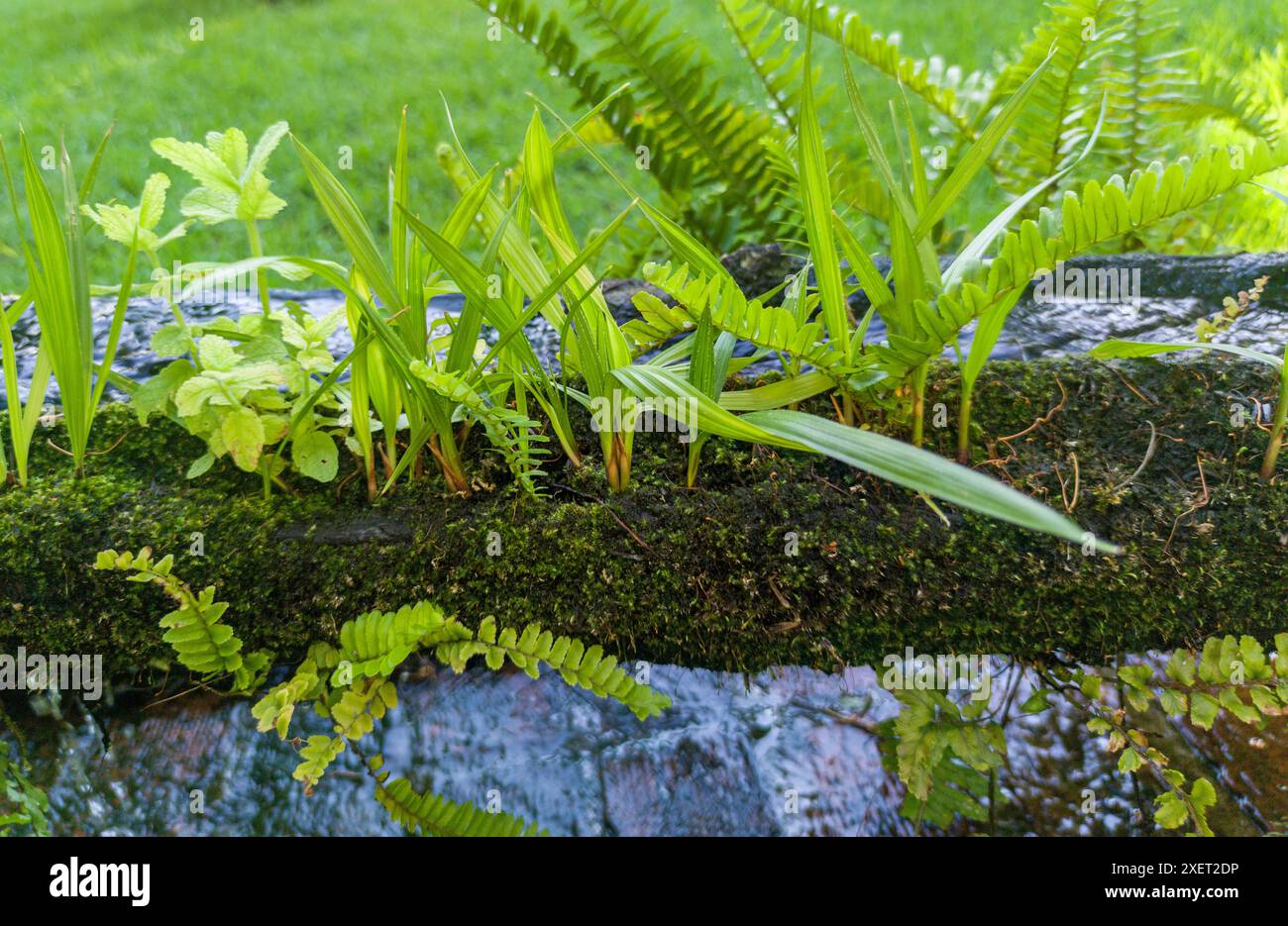Plants sprouting from a canal made from an old hollowed-out log ...
