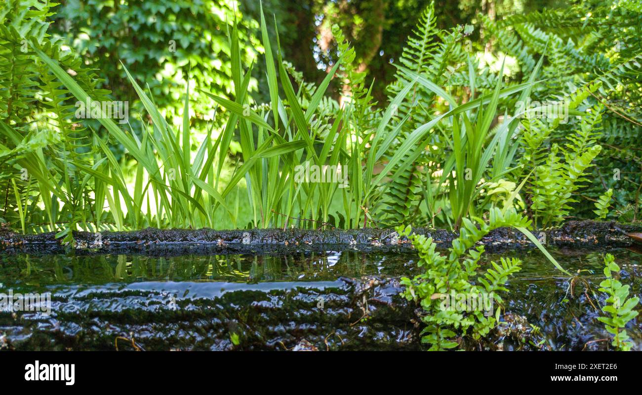Plants sprouting from a canal made from an old hollowed-out log ...