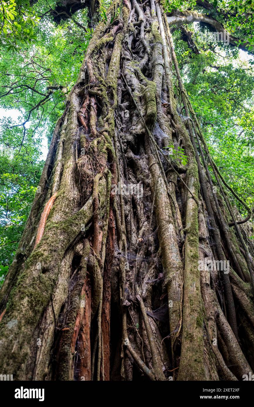 Rainforest, Monteverde Cloud Forest Biological Reserve, Monteverde ...