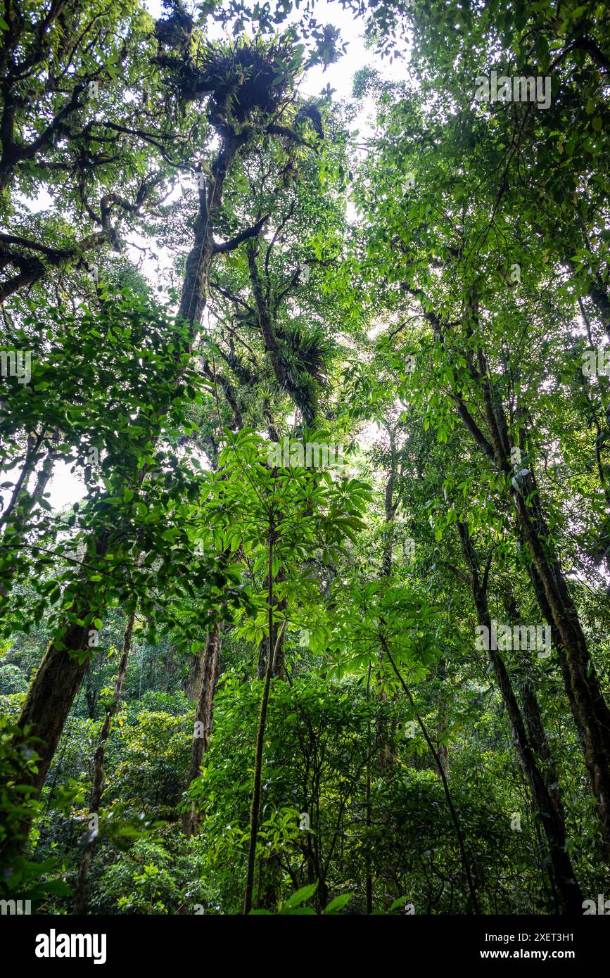 Rainforest, Monteverde Cloud Forest Biological Reserve, Monteverde ...