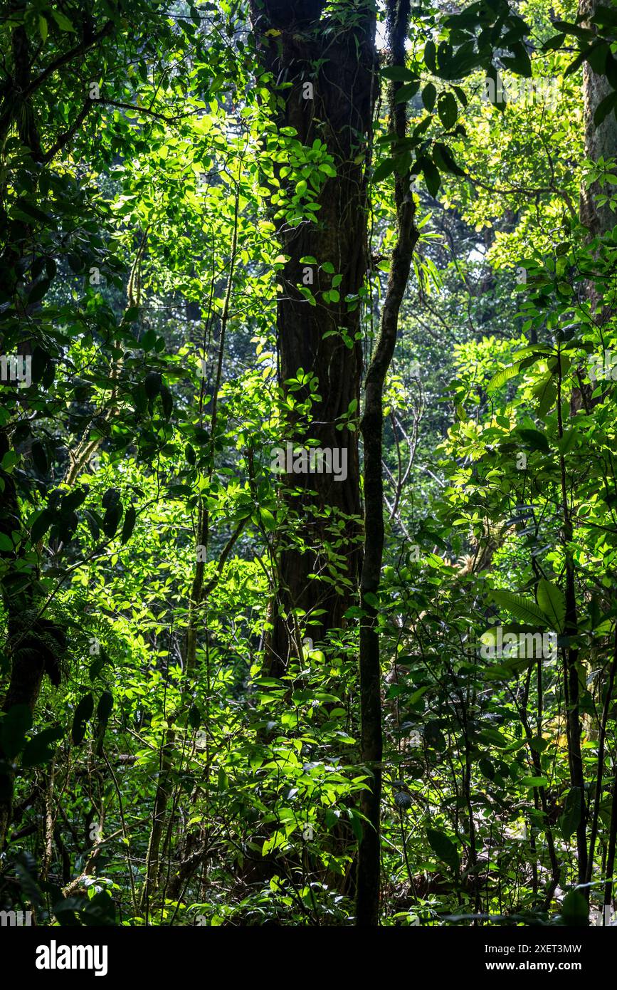 Rainforest, Monteverde Cloud Forest Biological Reserve, Monteverde ...
