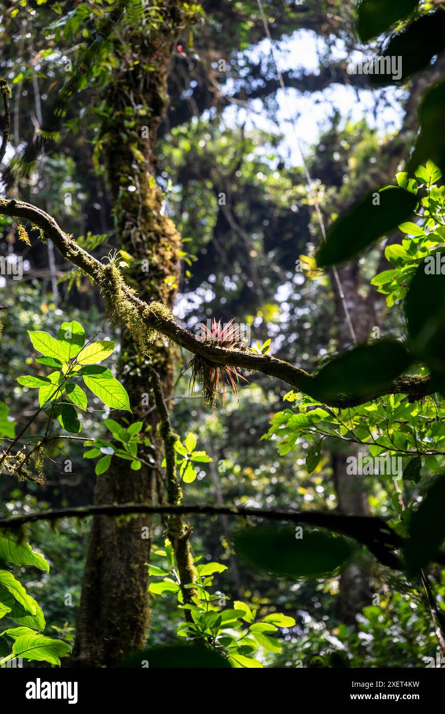Rainforest, Monteverde Cloud Forest Biological Reserve, Monteverde ...