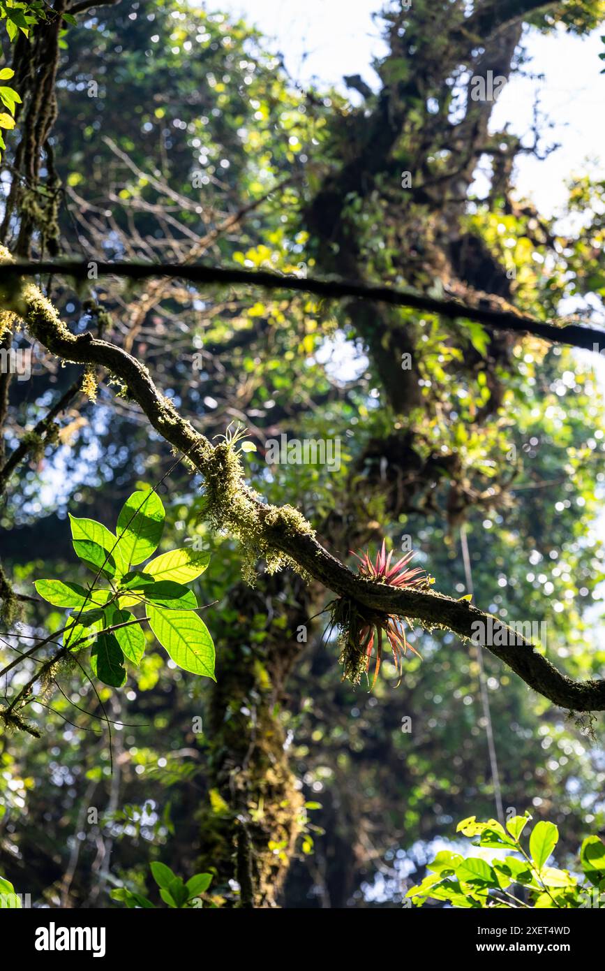 Rainforest, Monteverde Cloud Forest Biological Reserve, Monteverde ...