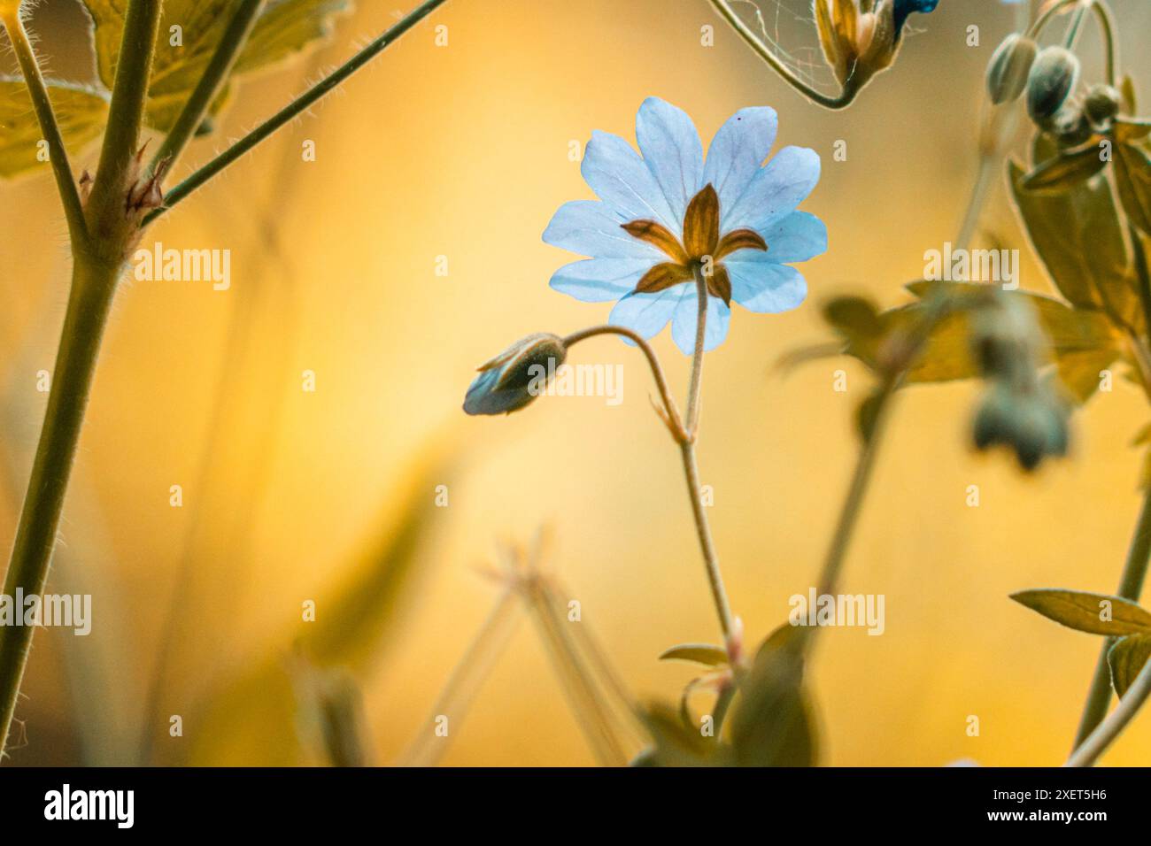 Magical flower hi-res stock photography and images - Alamy