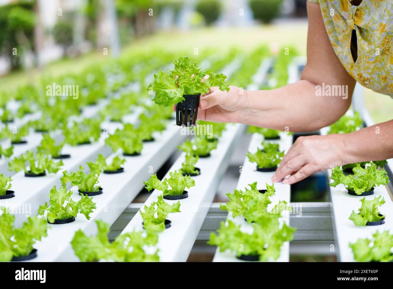 Lettuce farm. Healthy vegetable production. Rows of leafy salad ...