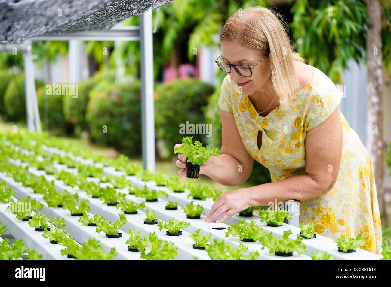 Lettuce farm. Healthy vegetable production. Rows of leafy salad ...