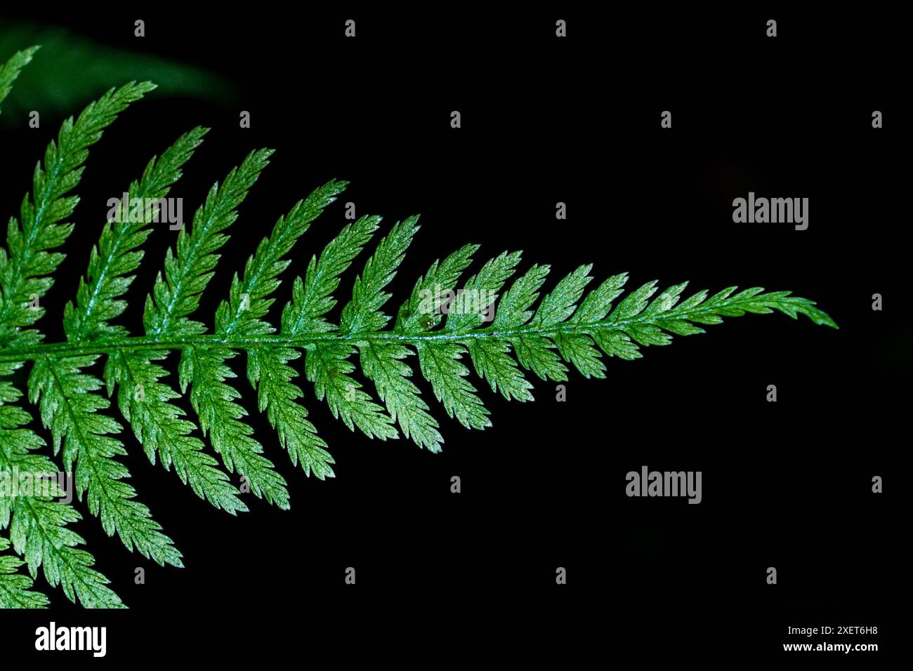 Single fern hi-res stock photography and images - Alamy