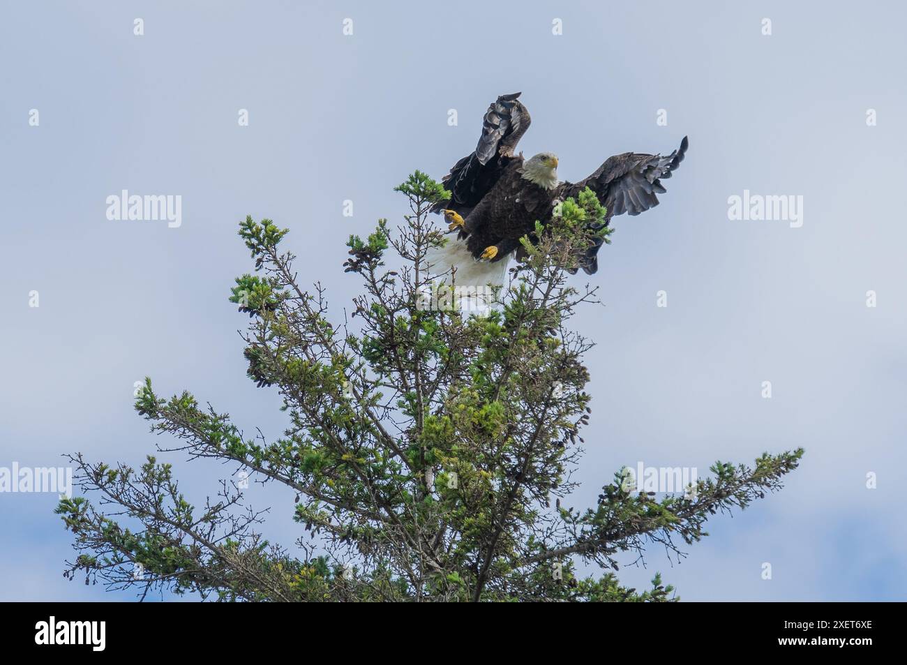 Bald eagle taking flight from a tree top next to Memorial Drive and the ...