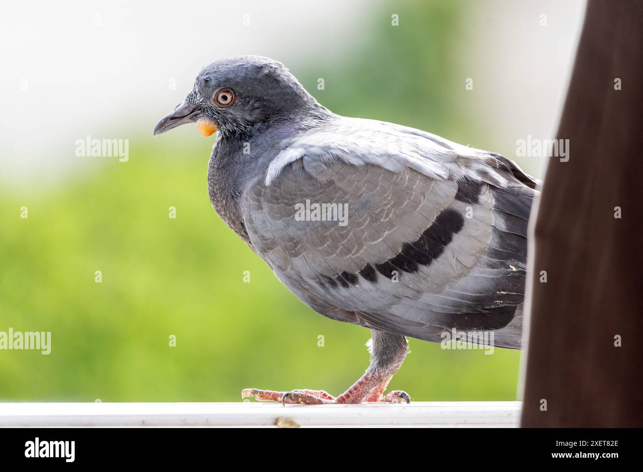 The pigeon walks on the open window and look into the room Stock Photo ...