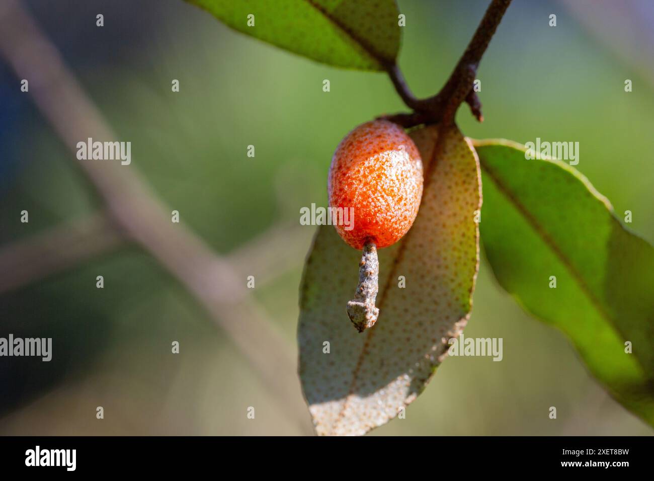Elaeagnus pungens thumb hi-res stock photography and images - Alamy
