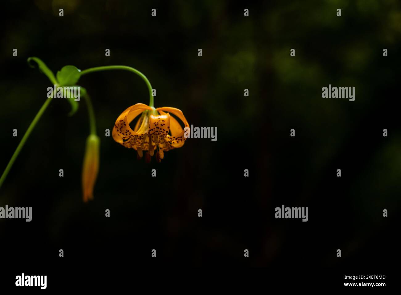 TIger Lily Blossom Opens in Summer in Redwood National Park Stock Photo ...