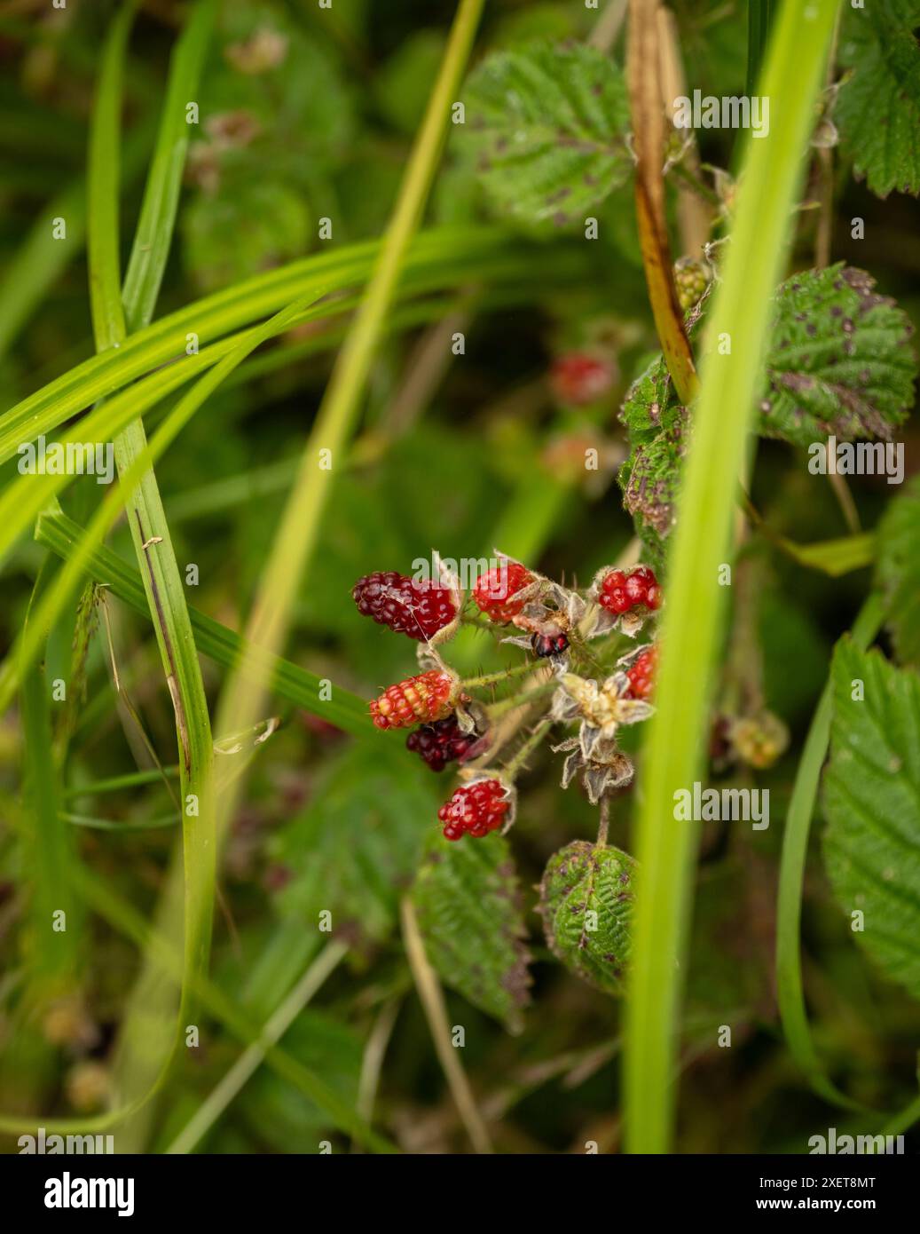 Tiny Red Berries Ripen on Plant in Redwood National Park Stock Photo ...